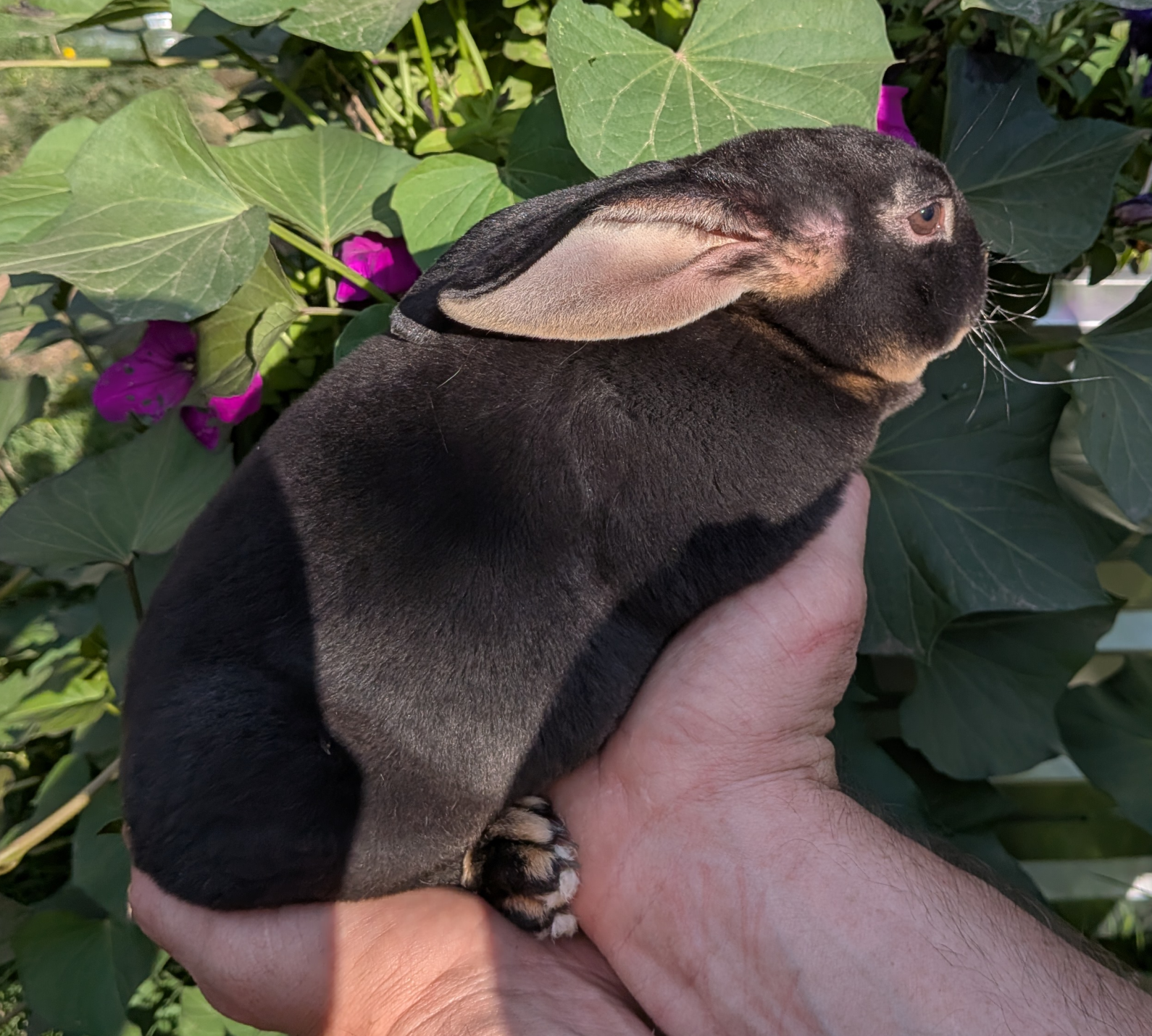 Available Rabbits - Rabbit Hole Rabbits